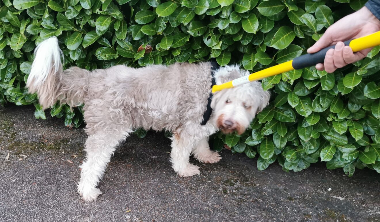 Animal Control Pole - Advances K9 Solutions